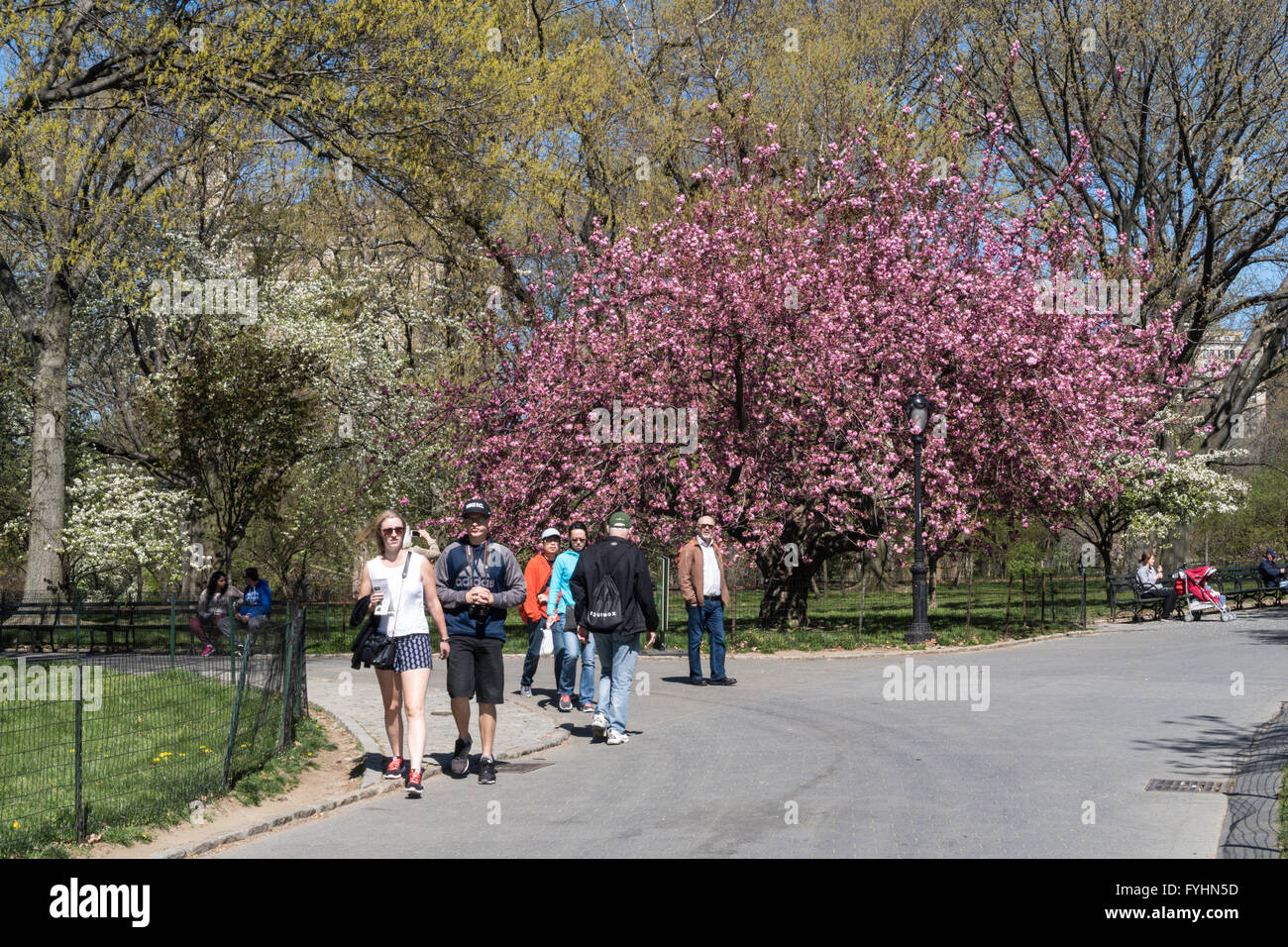 Springtime in Central Park, New York City, USA Stock Photo - Alamy