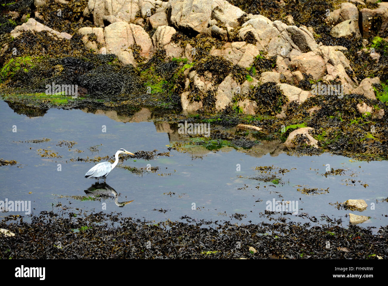 Dublin fauna hi-res stock photography and images - Alamy