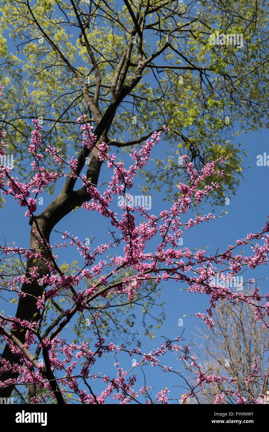 Springtime in New York City, USA Stock Photo - Alamy