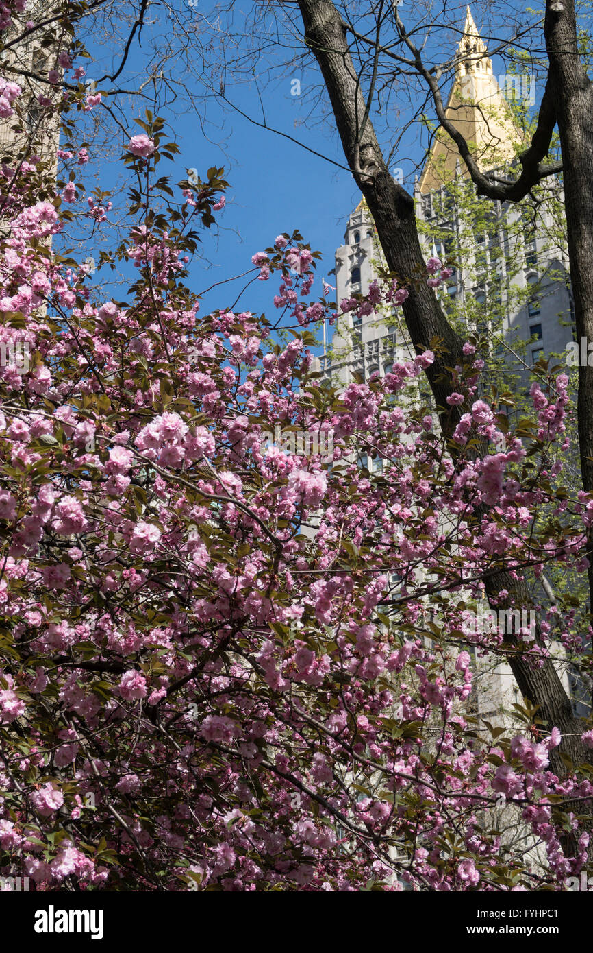 Spring Day, Madison Square Park, and New York Life Tower NYC Stock ...
