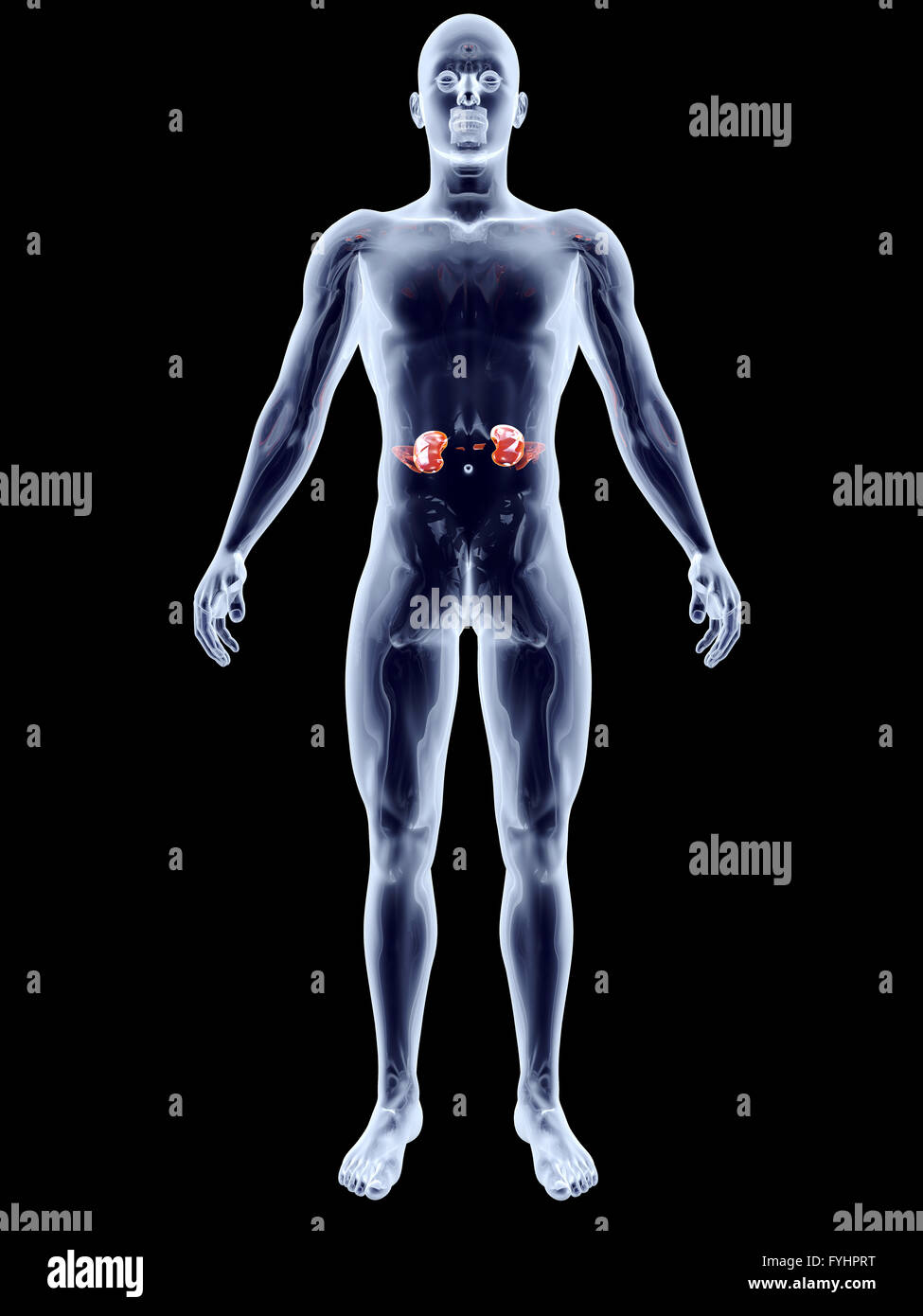 Internal Organs - Kidneys Stock Photo - Alamy