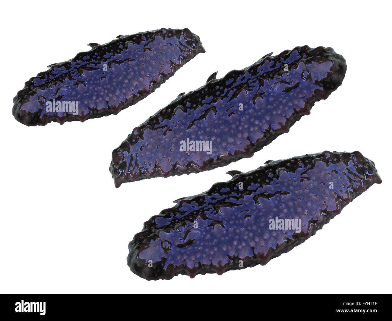 Trepang (Holothuroidea, Stychopus, Cucumaria), sea invertebrate an ...