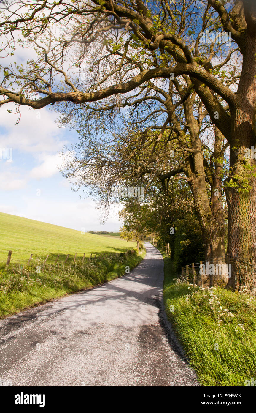 A single track English country lane lined with mature trees and ...