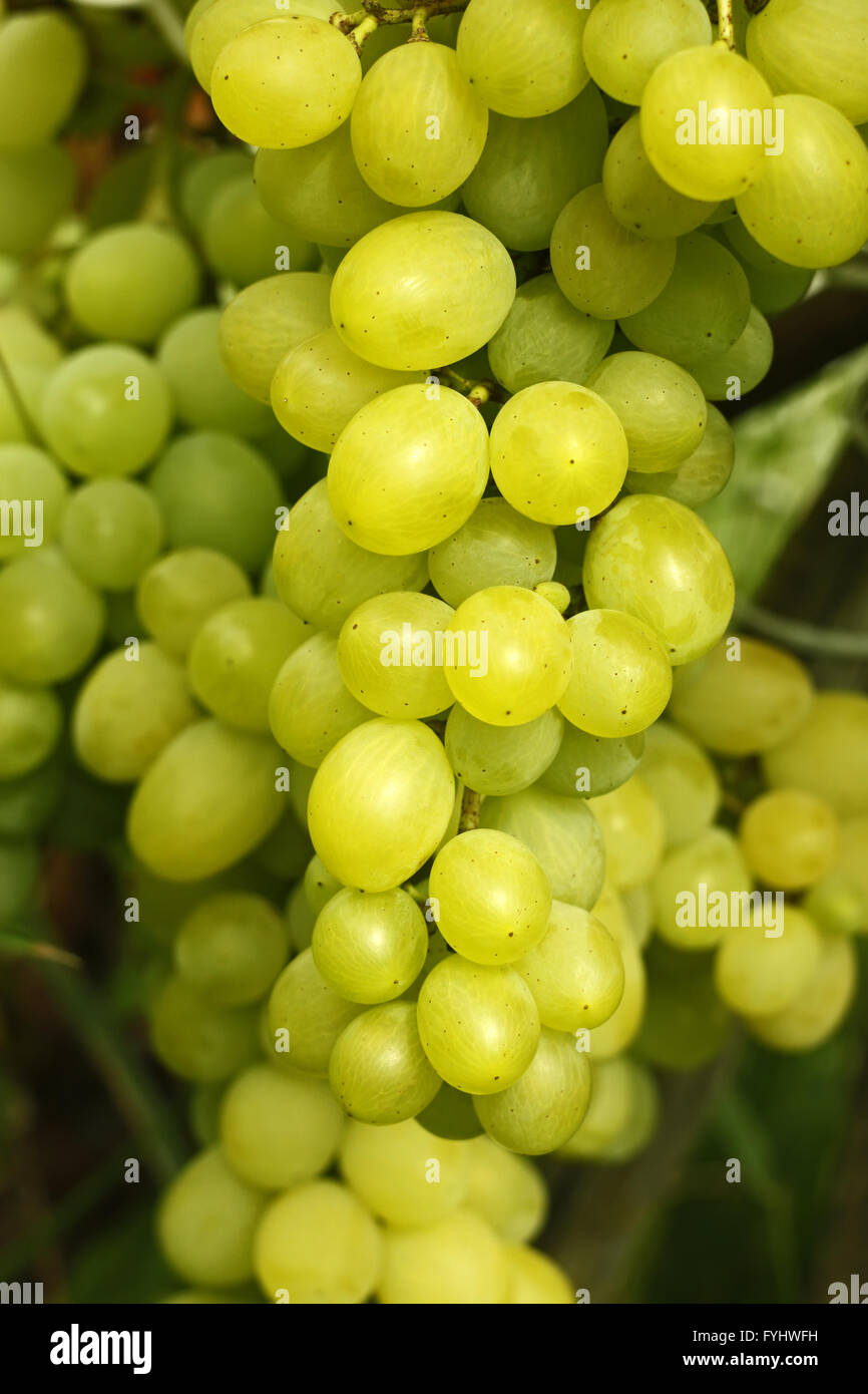 Cluster of yellow grapes Stock Photo - Alamy