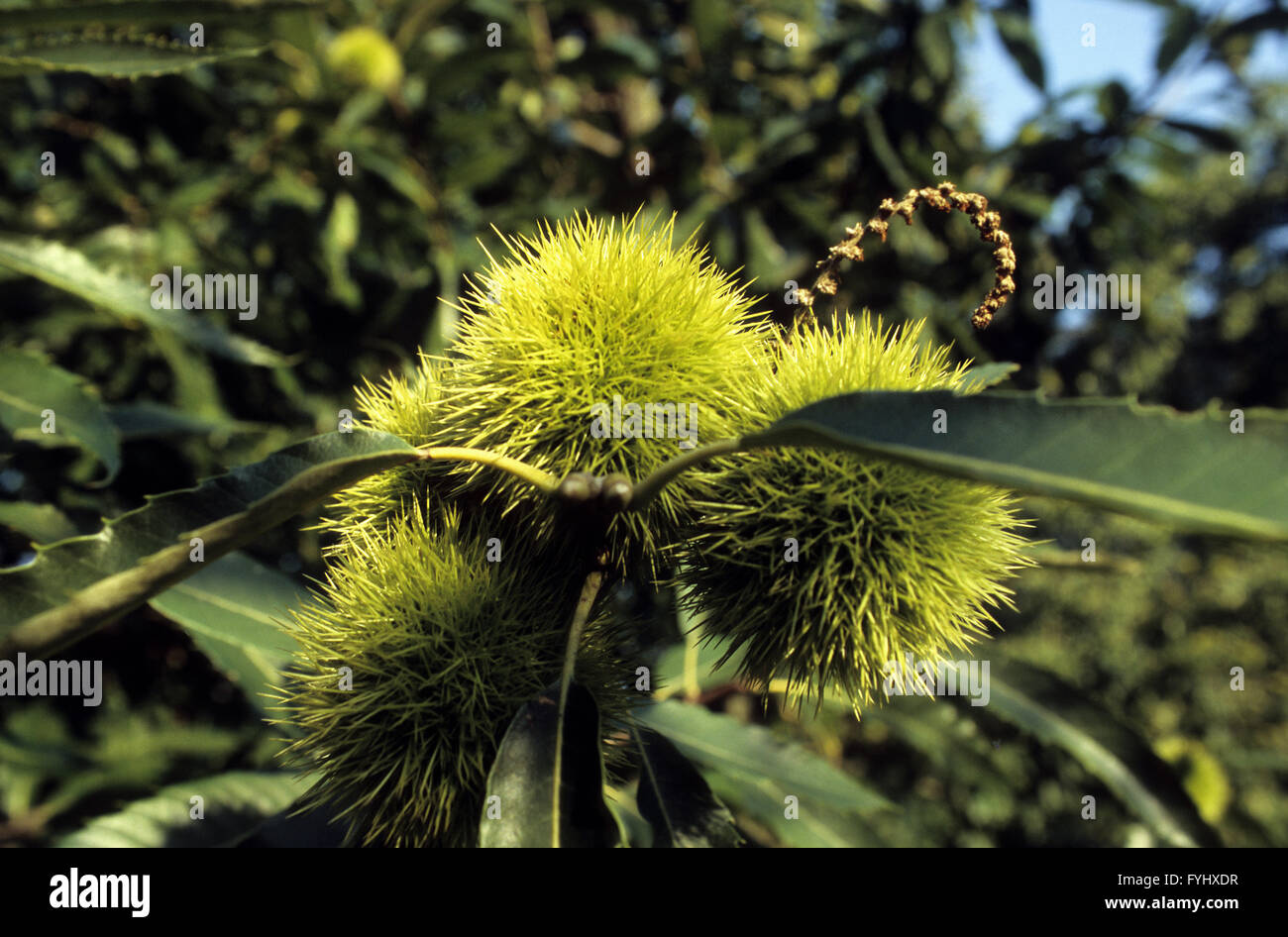 Multiple chestnuts hi-res stock photography and images - Alamy