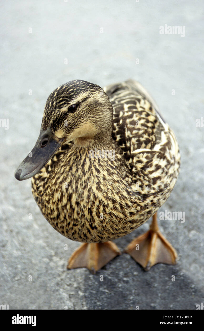 Duck from the front Stock Photo - Alamy