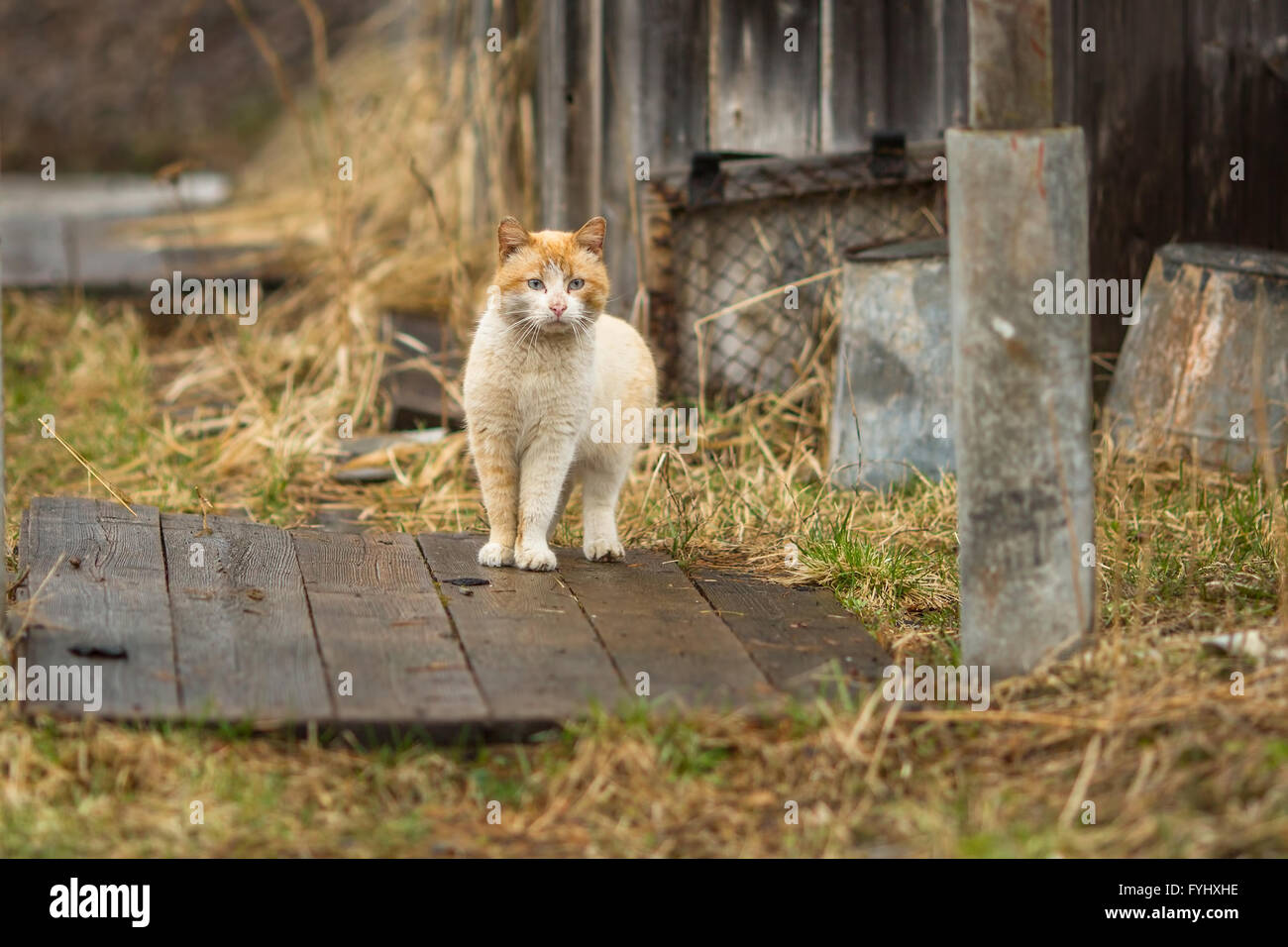 Farm yard cat hi-res stock photography and images - Alamy