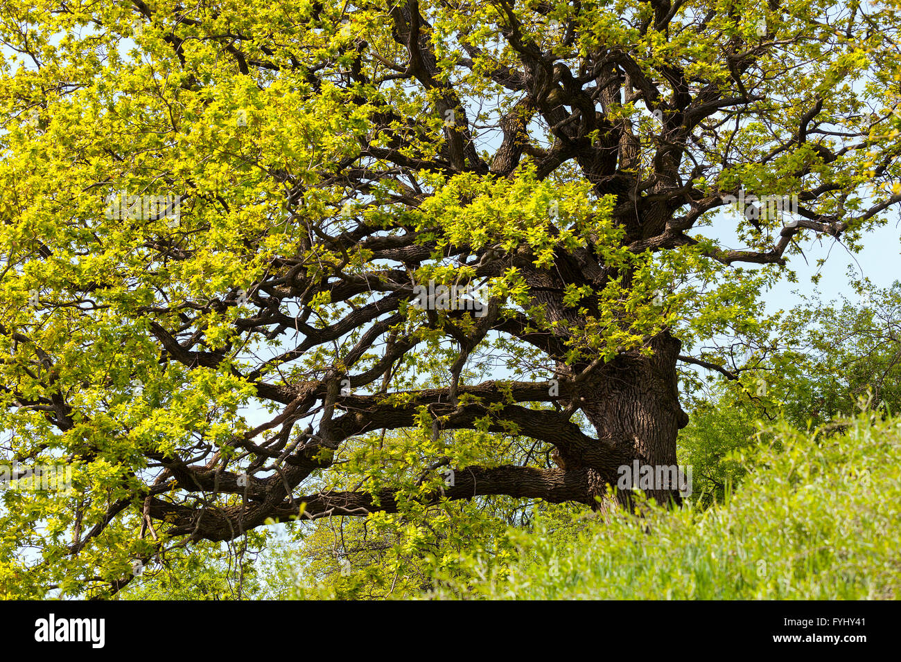 forest trees. nature green wood sunlight backgrounds Stock Photo - Alamy