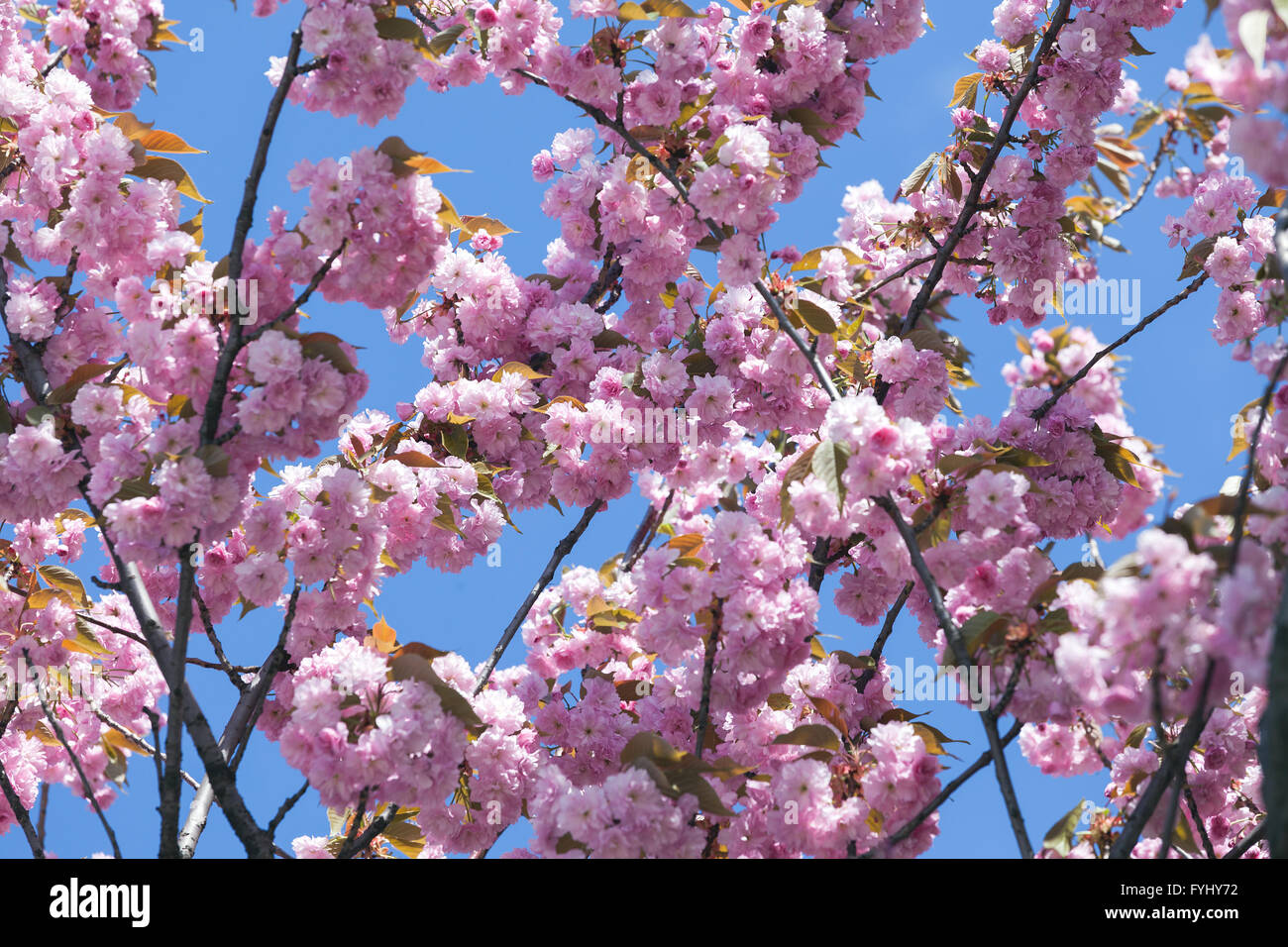 Sakura Flower or Cherry Blossom With Beautiful Nature Background Stock ...