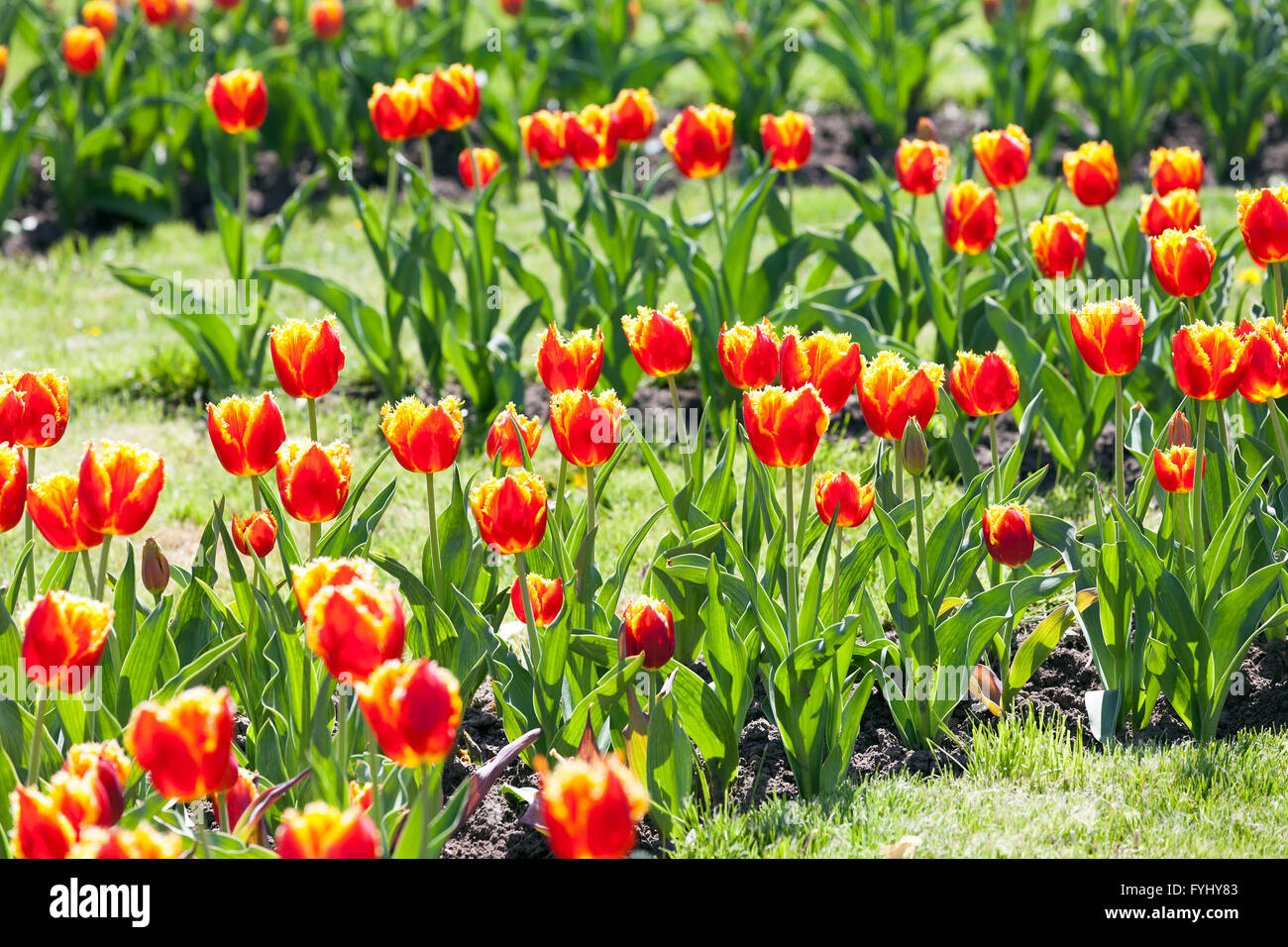 Red tulips in flower field Stock Photo - Alamy