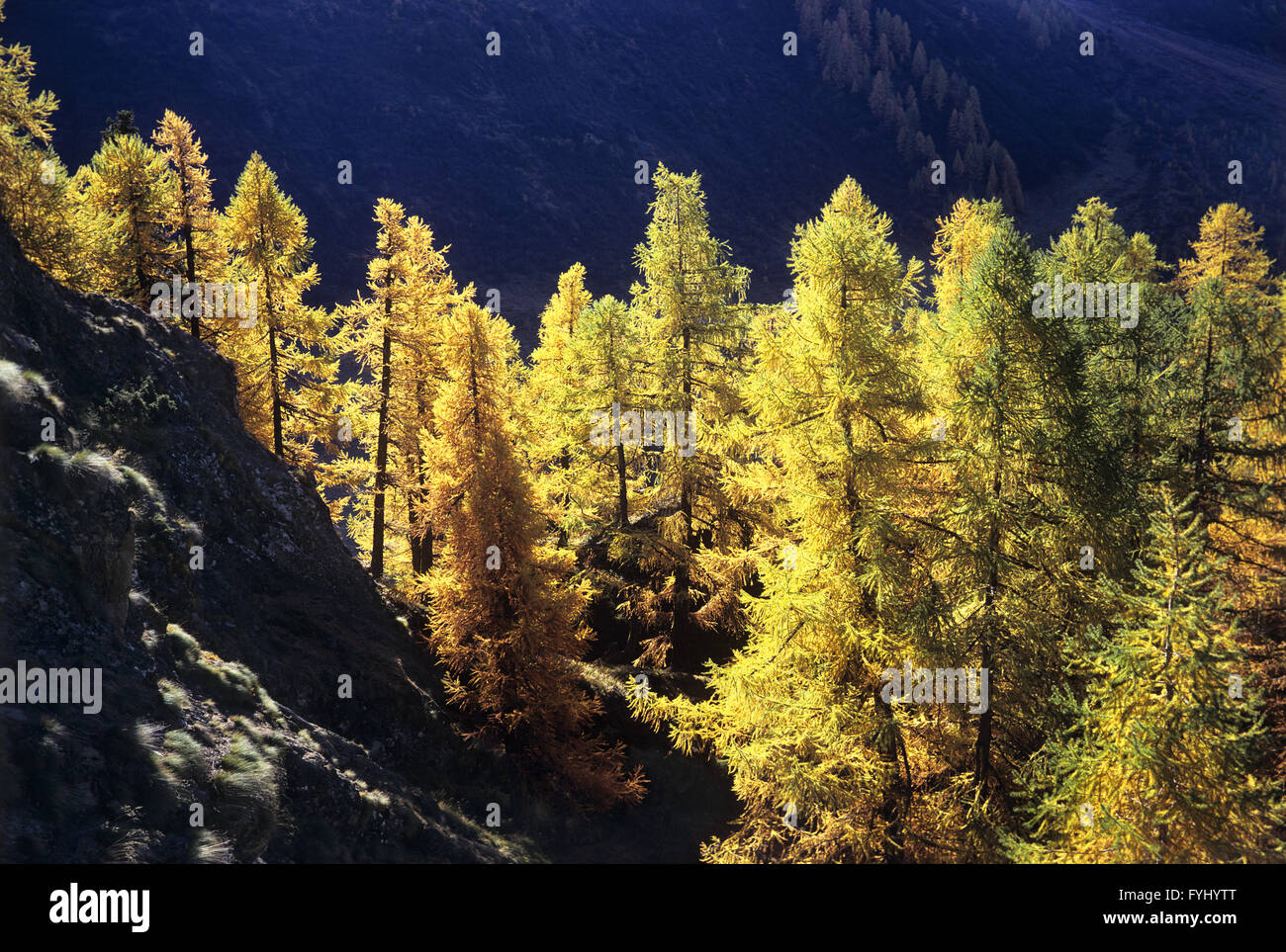 Larch in autumn golden hi-res stock photography and images - Alamy
