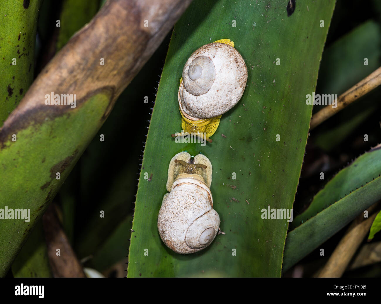 Two white snails on a green plant leaf. Jamaica, Caribbeans Stock Photo ...
