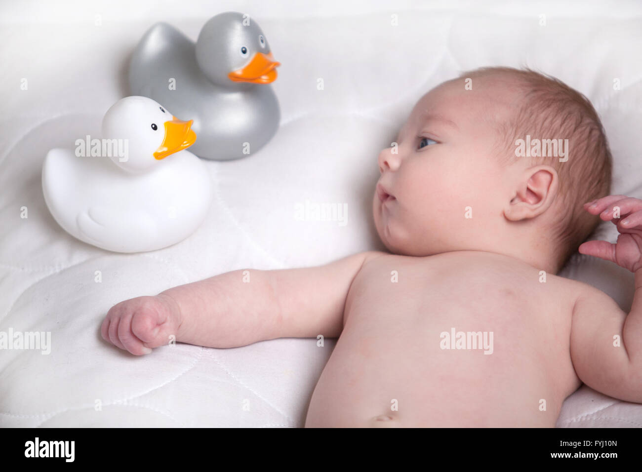 Infant ducks hi-res stock photography and images - Alamy