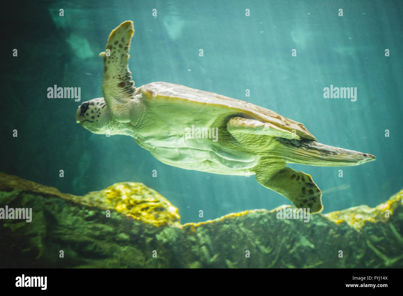 mediterranean, huge sea turtle underwater next to coral reef Stock ...