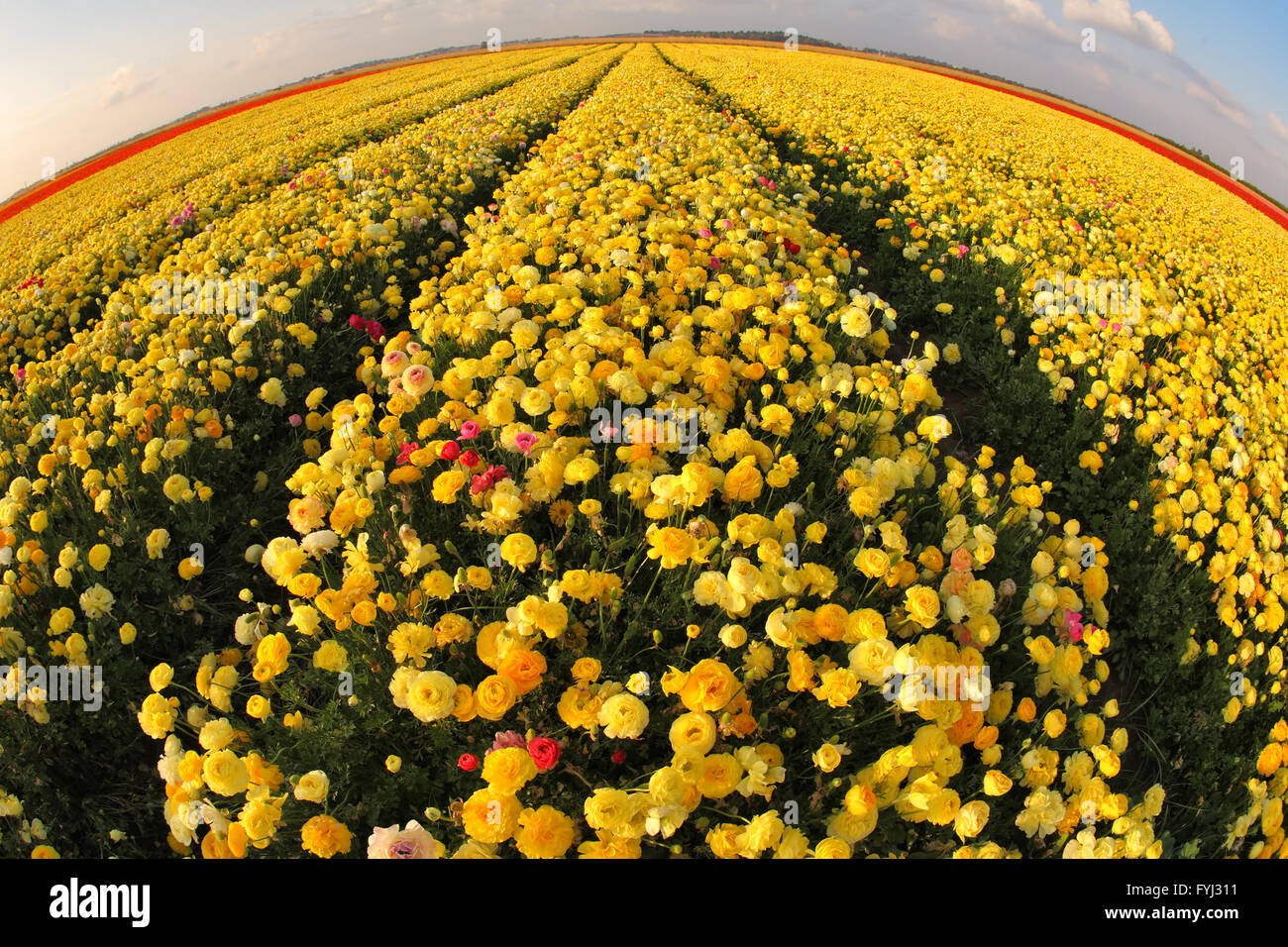 The flowers, photographed by an lens Fish eye Stock Photo - Alamy