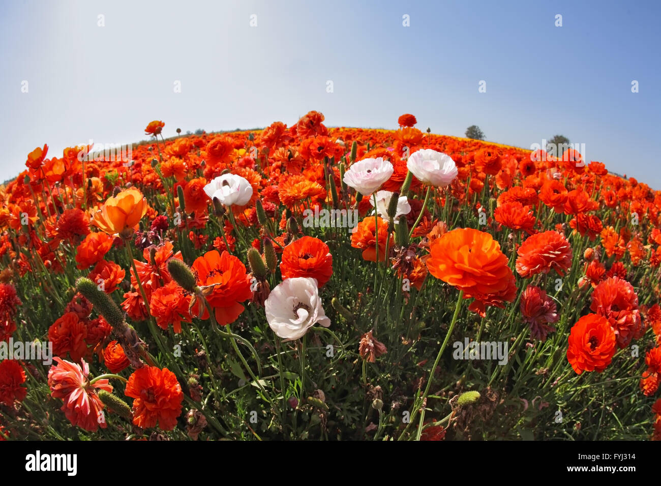 The field of red and white buttercups by a lens Fish eye Stock Photo ... The field of red and white buttercups by a lens Fish eye Stock Photo ...