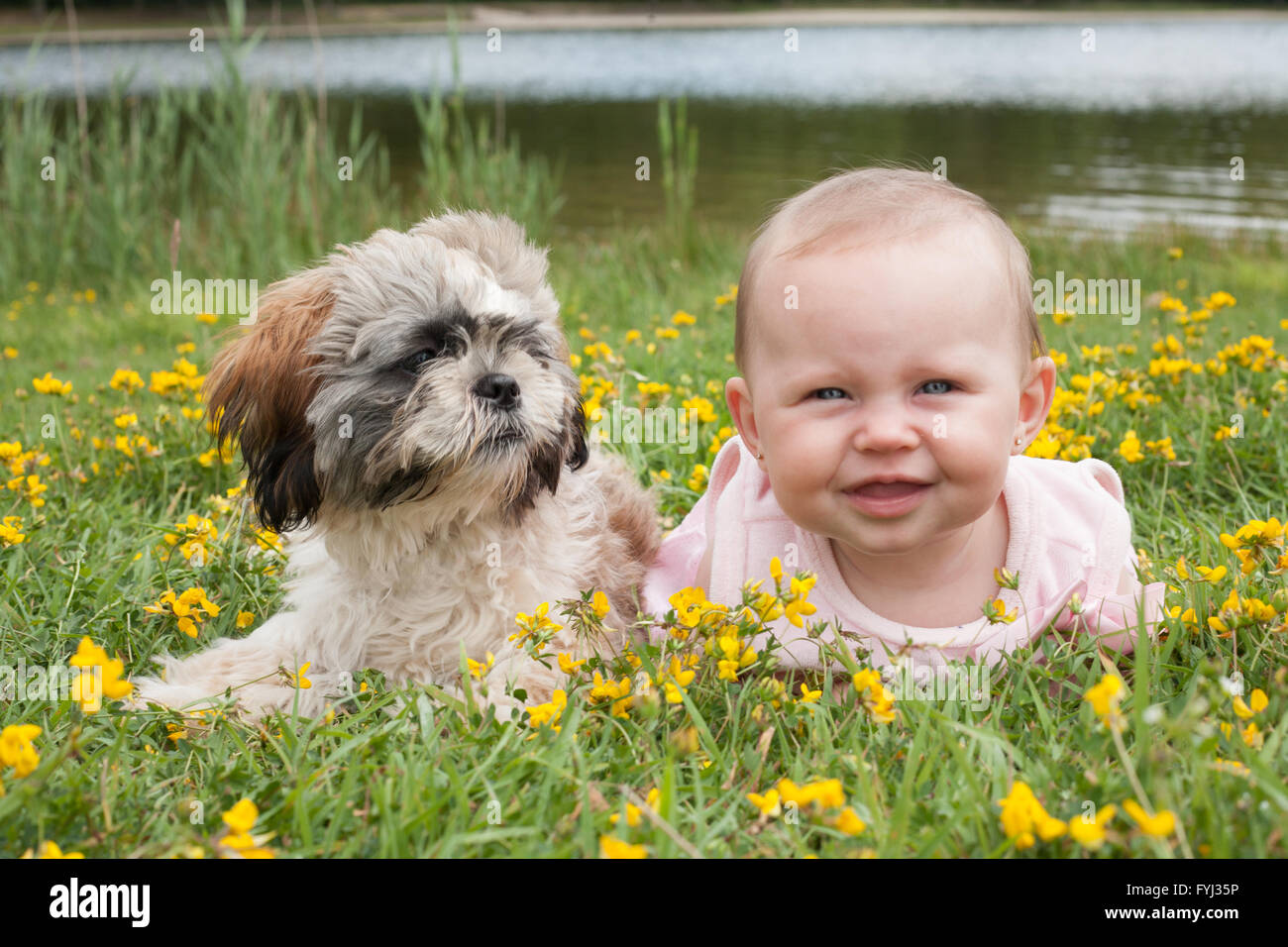 Puppy field hi-res stock photography and images - Alamy