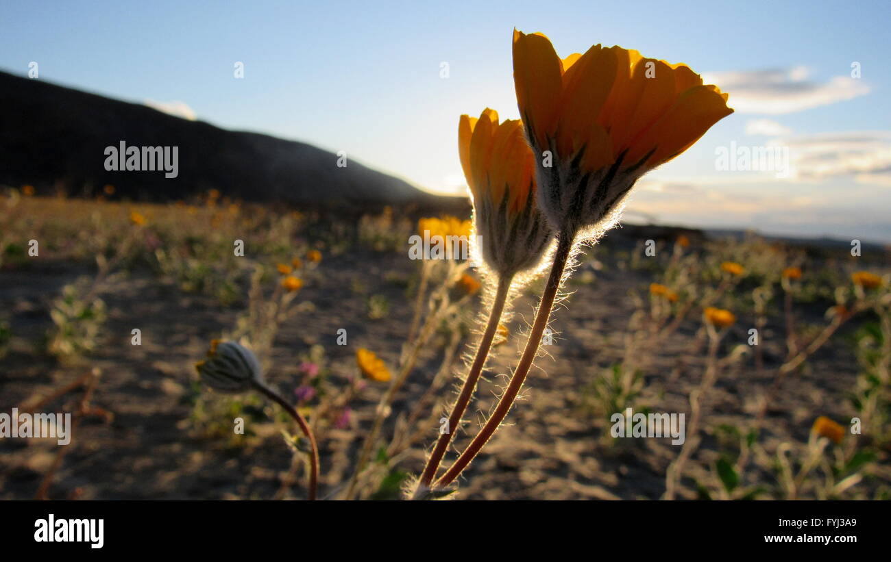 Orange desert spring flower showing stem hairs at sunrise Stock Photo ...
