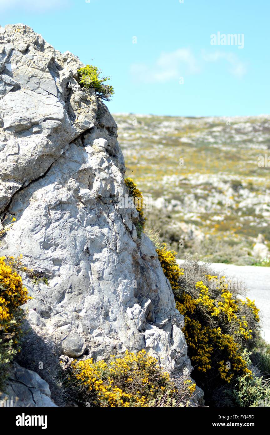 A grey rock of color with brooms and fuzzy bottom Stock Photo - Alamy