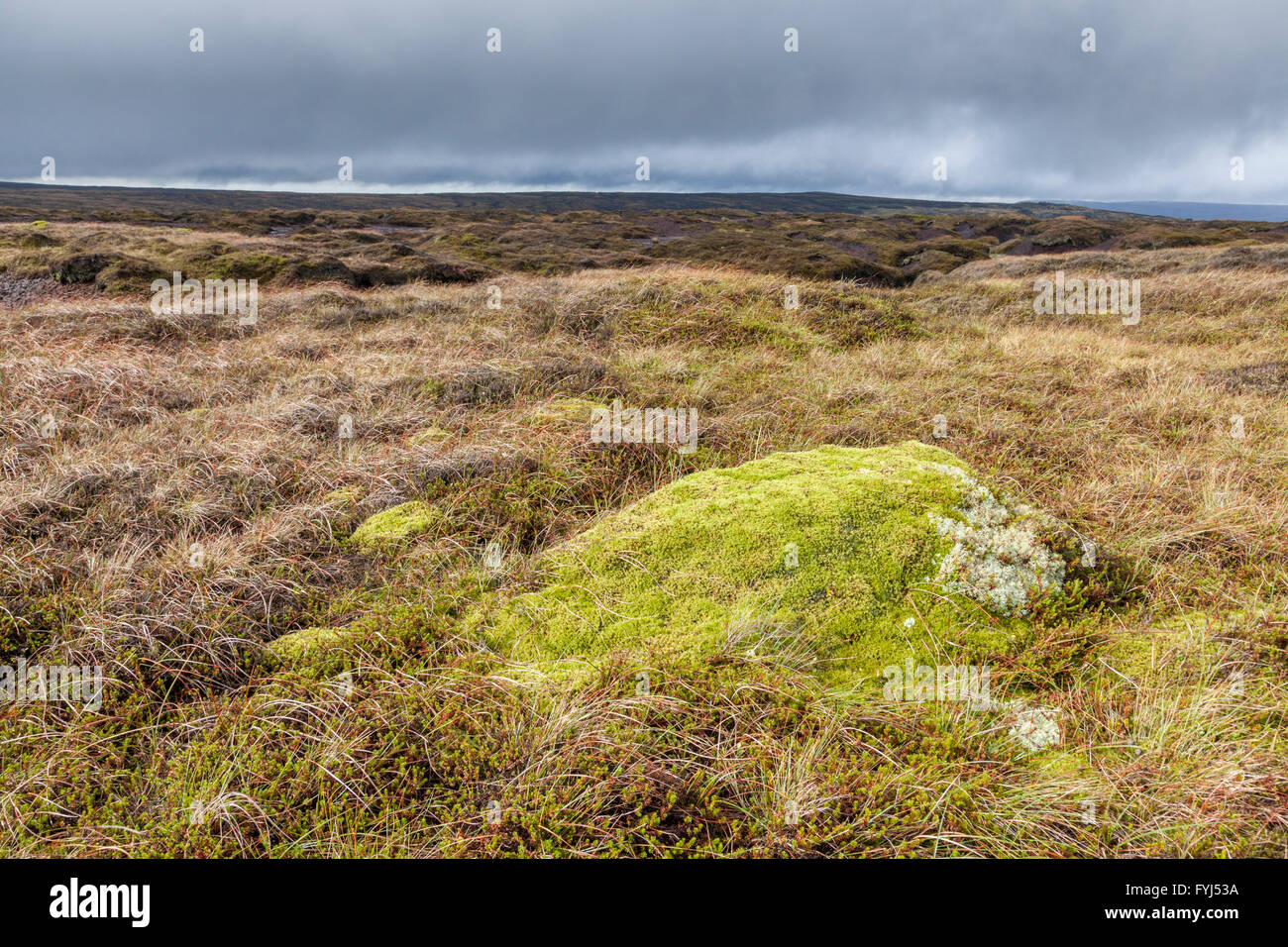 A hummock of Sphagnum Moss (Sphagnum) or peat moss on moorland at ...