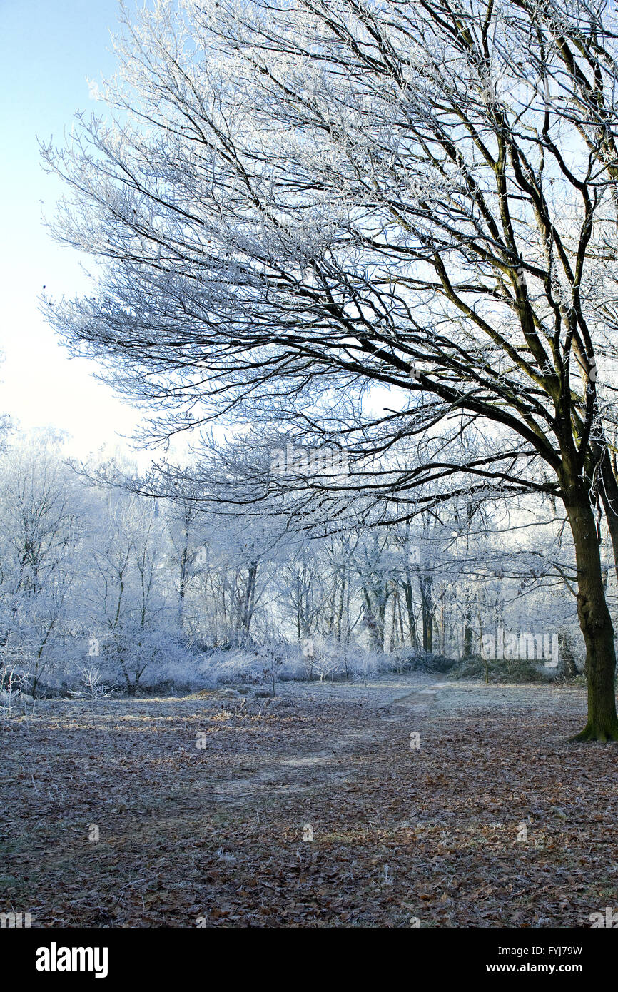 Winter forest border Stock Photo - Alamy