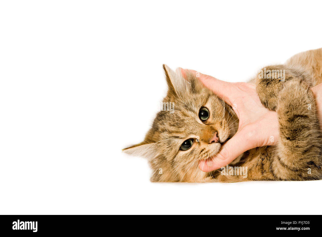 Young cat is hugging the hand Stock Photo - Alamy