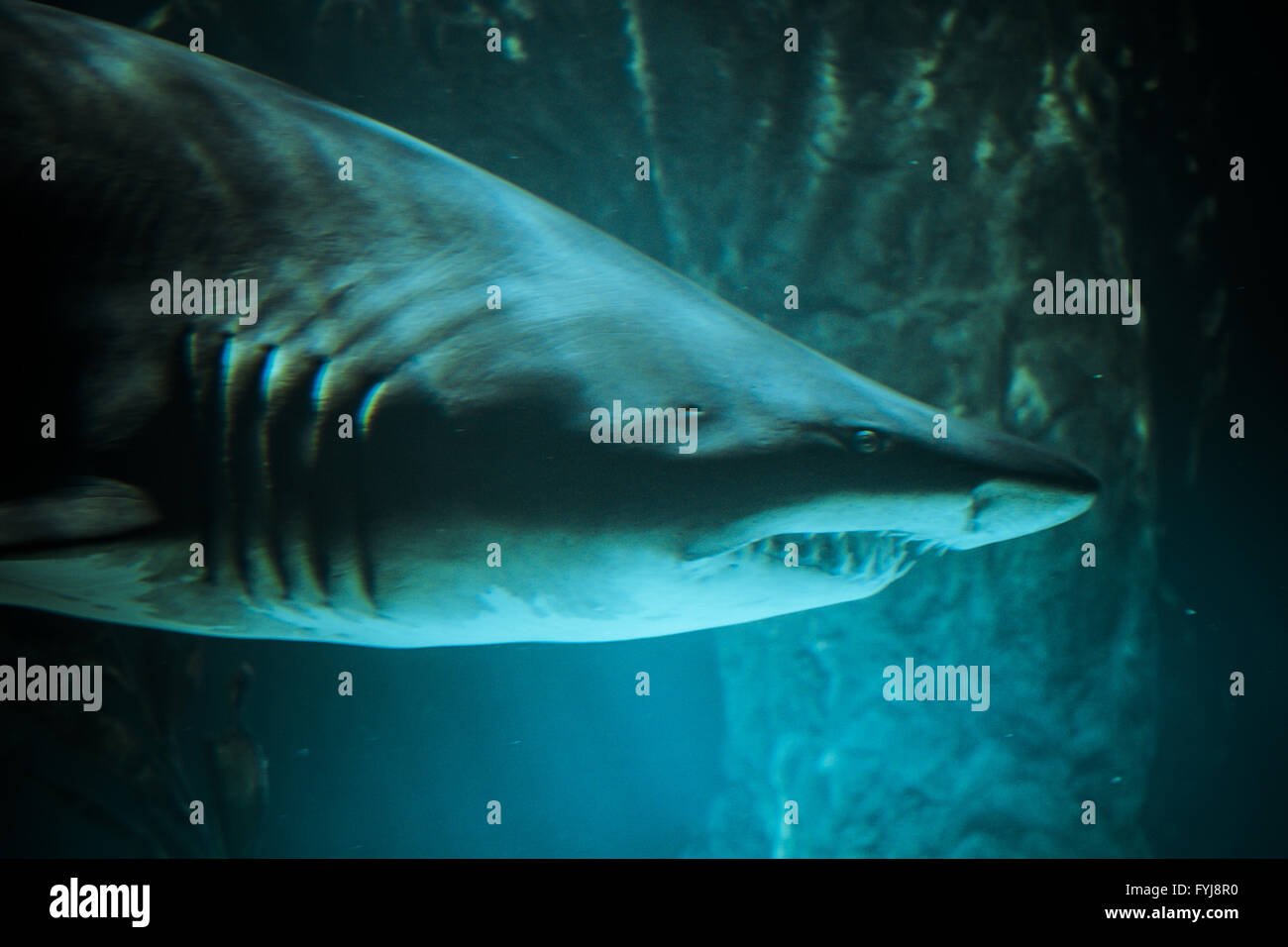 Great Shark Underwater Photo in the deep blue water Stock Photo - Alamy