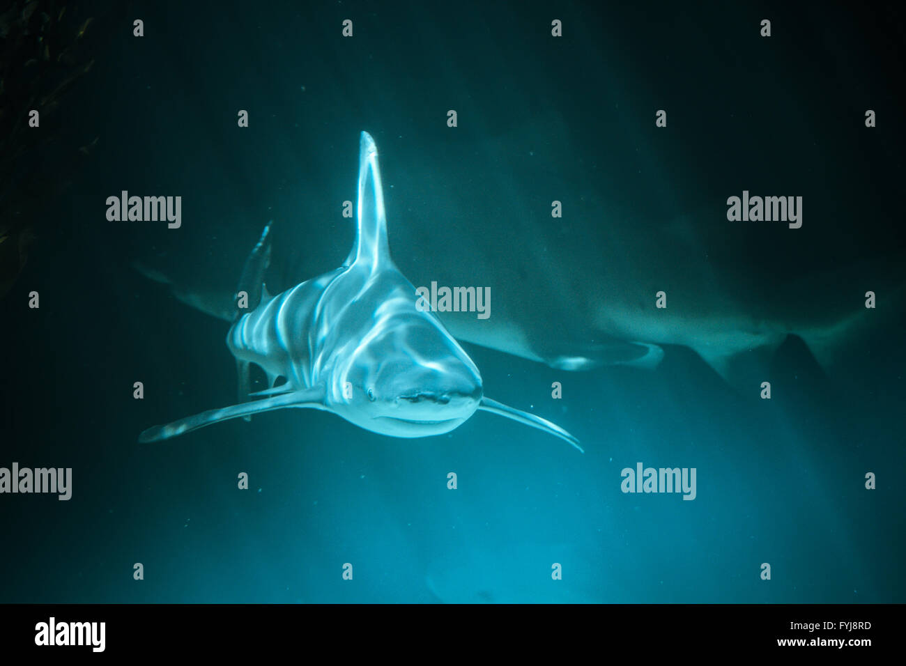 Great Shark Underwater Photo in the deep blue water Stock Photo - Alamy