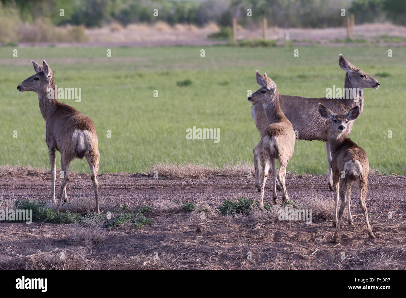 Rocky Mountain Mule Deer, (Odocoileus hemionus hemionus), does and fawn ...
