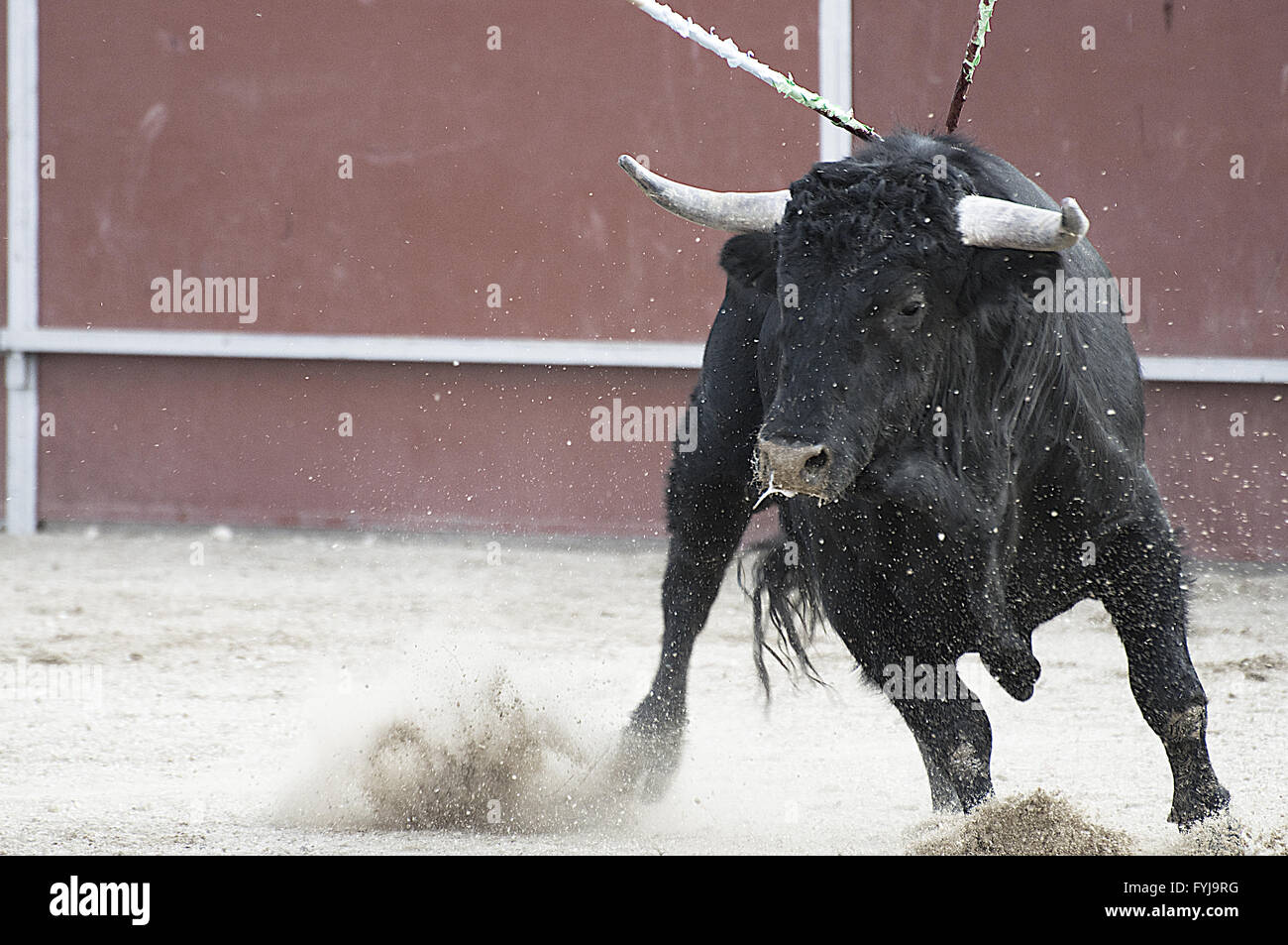 Bullfight. Fighting bull picture from Spain. Black bull Stock Photo - Alamy