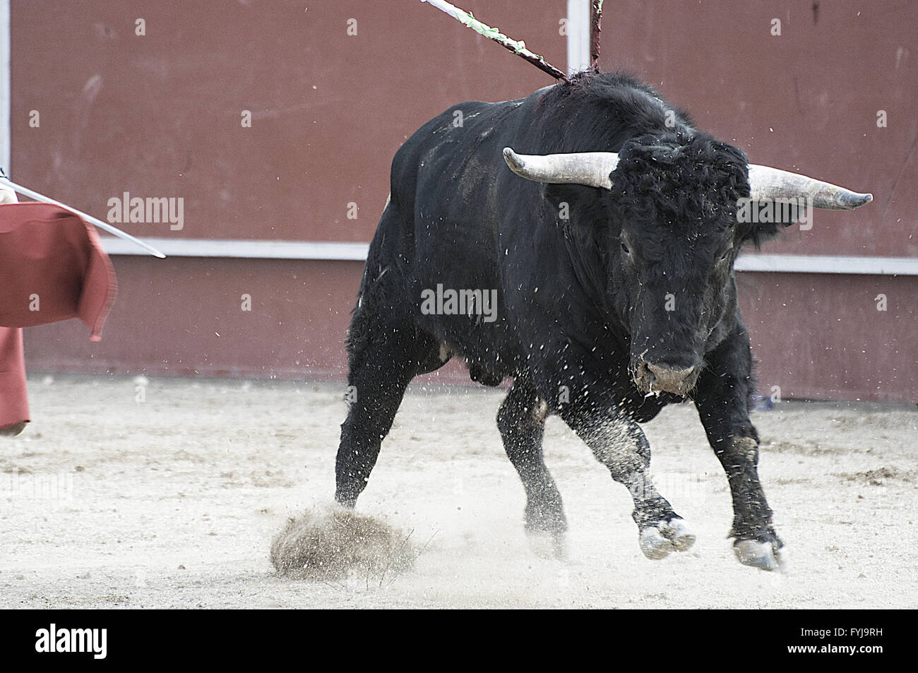 Bullfight. Fighting bull picture from Spain. Black bull Stock Photo - Alamy