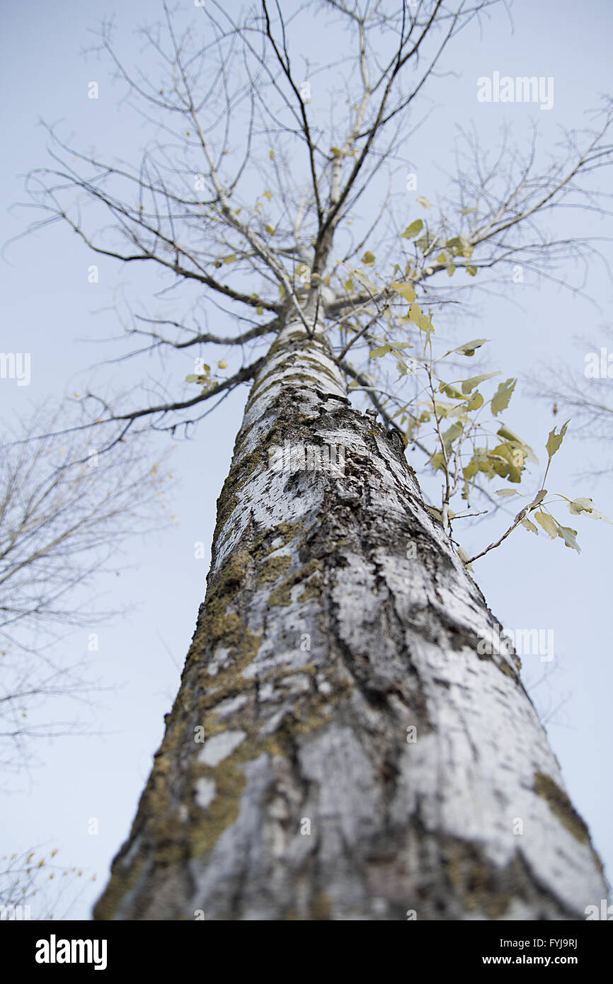 Close up forest nature hi-res stock photography and images - Alamy