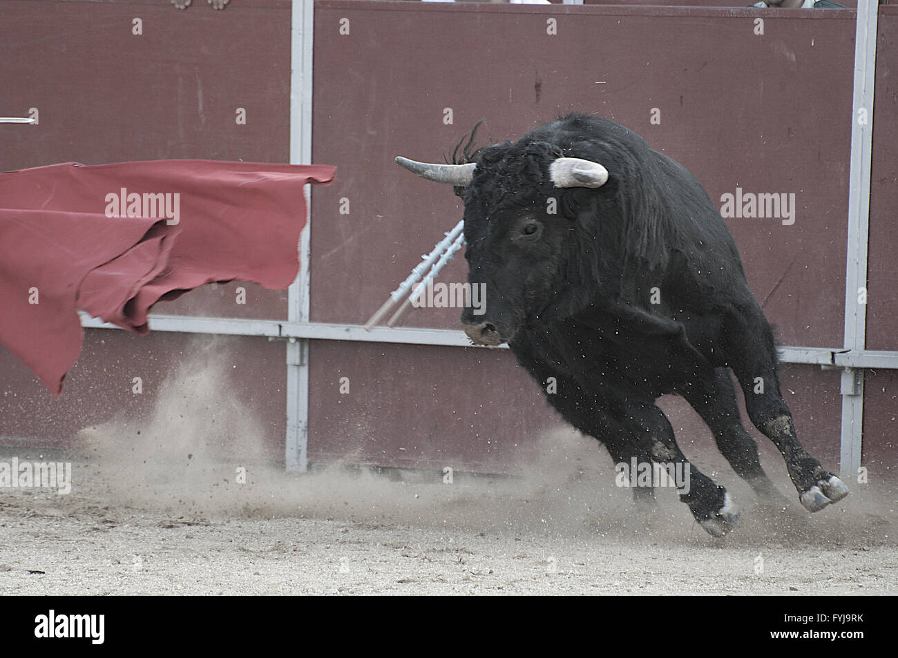Bullfight. Fighting bull picture from Spain. Black bull Stock Photo - Alamy