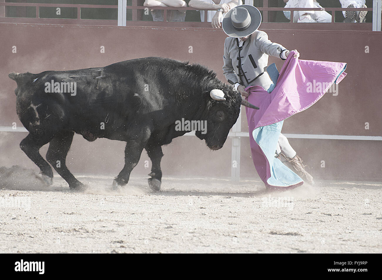 Bullfight. Fighting bull picture from Spain. Black bull Stock Photo - Alamy