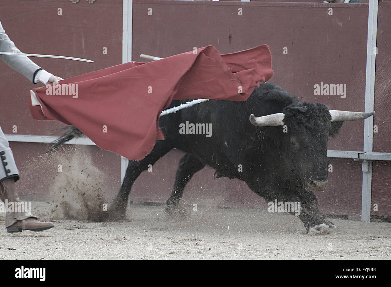 Bullfight. Fighting bull picture from Spain. Black bull Stock Photo - Alamy