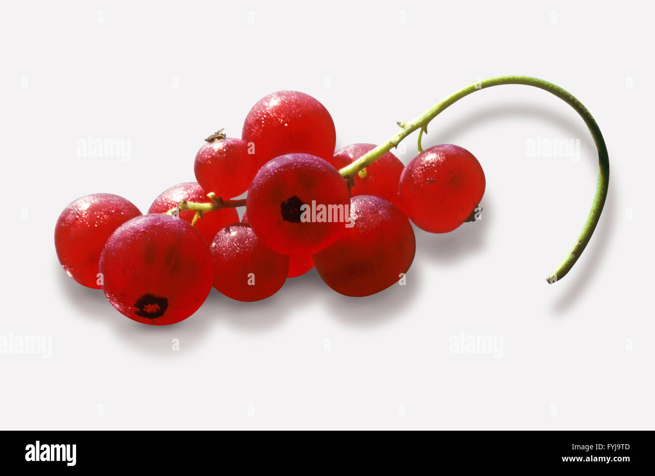 Currant variety hi-res stock photography and images - Alamy