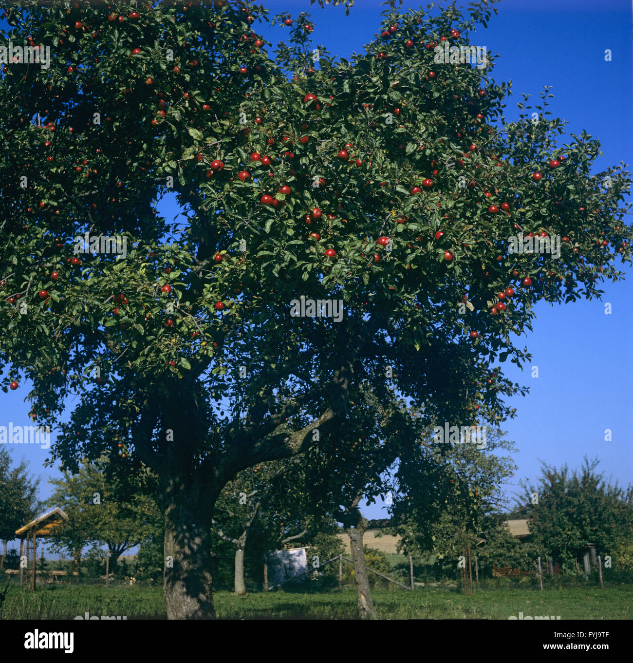 Apfelb hi-res stock photography and images - Alamy