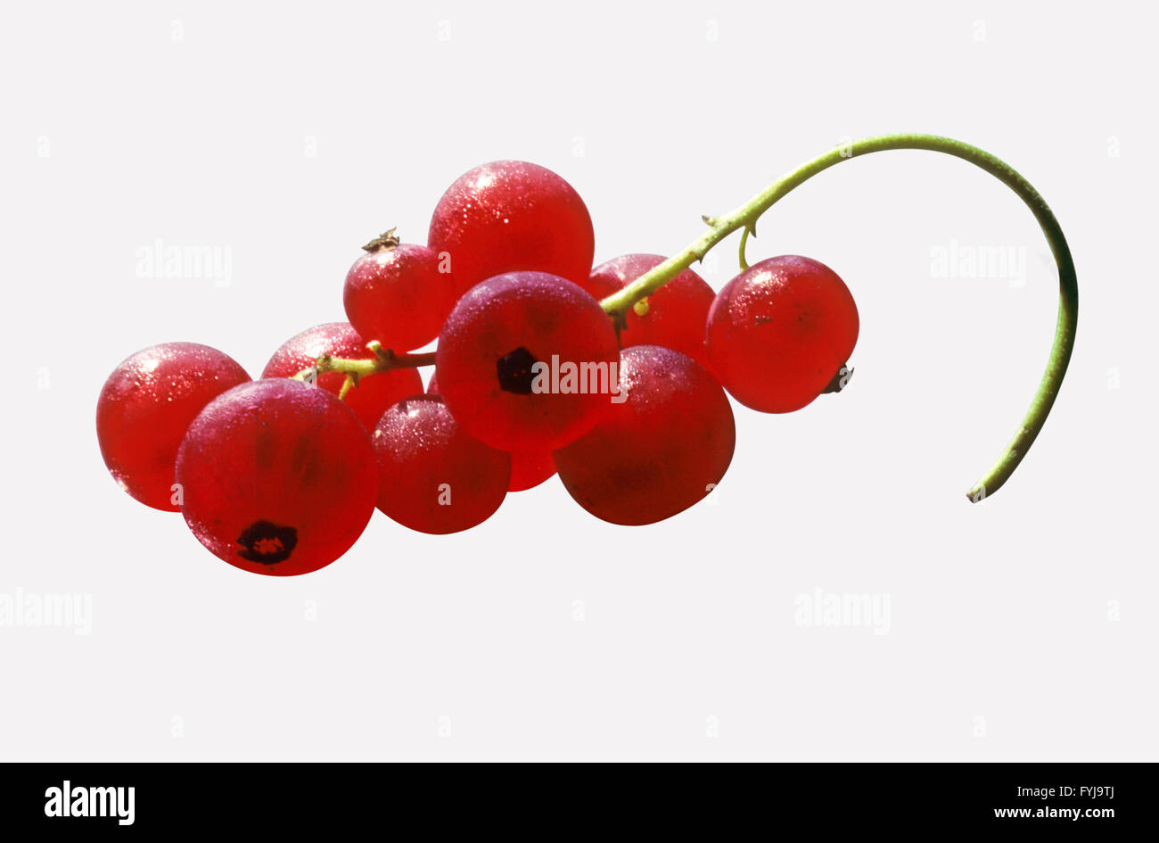 Currant variety hi-res stock photography and images - Alamy