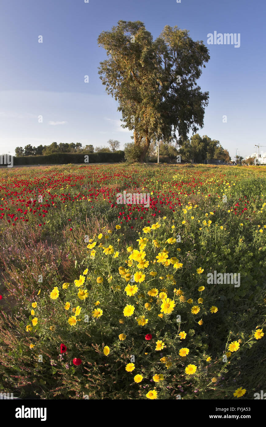 Short spring in desert. A magnificent flower in desert Stock Photo - Alamy