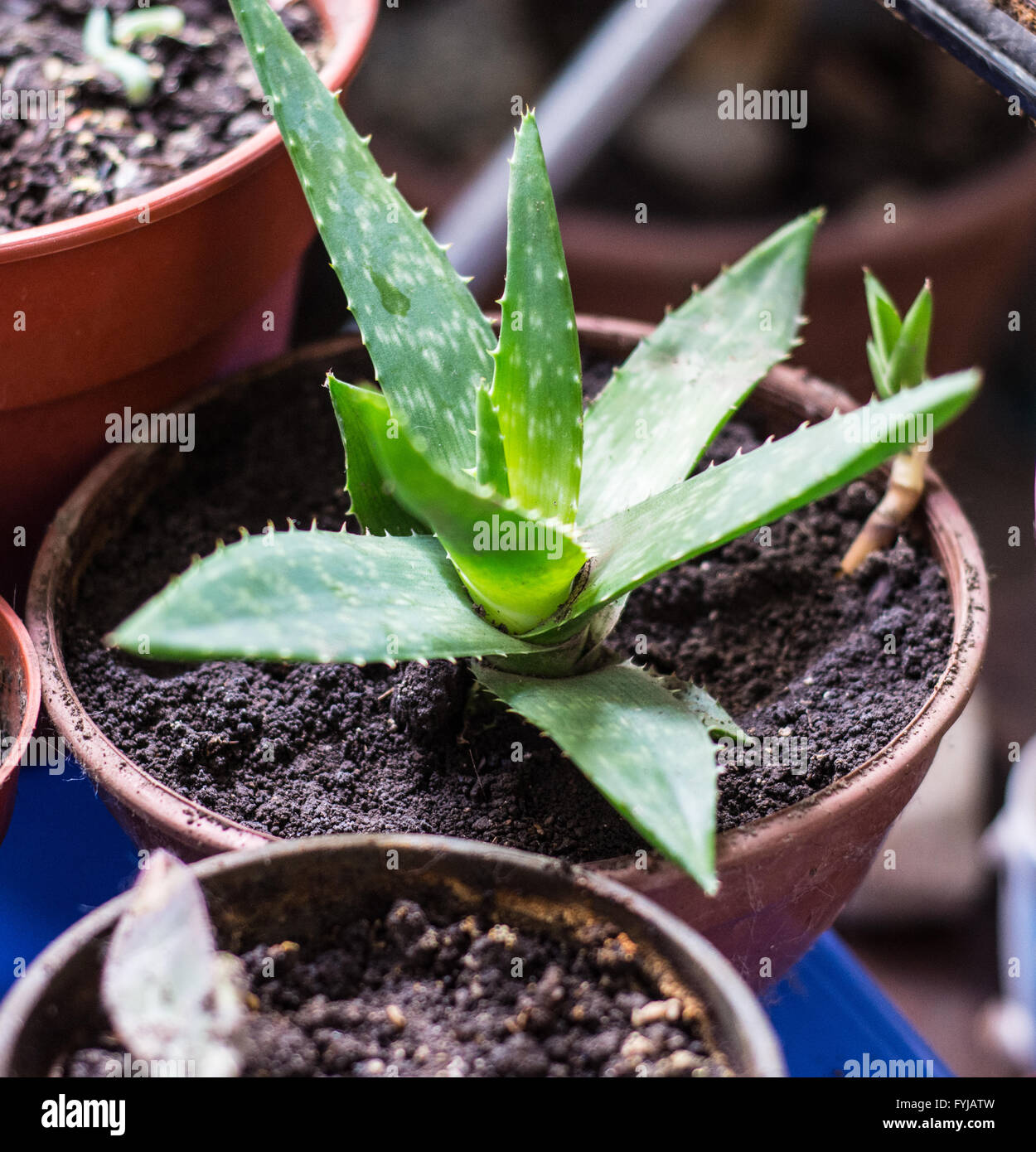 Small plant of aloe vera Stock Photo - Alamy