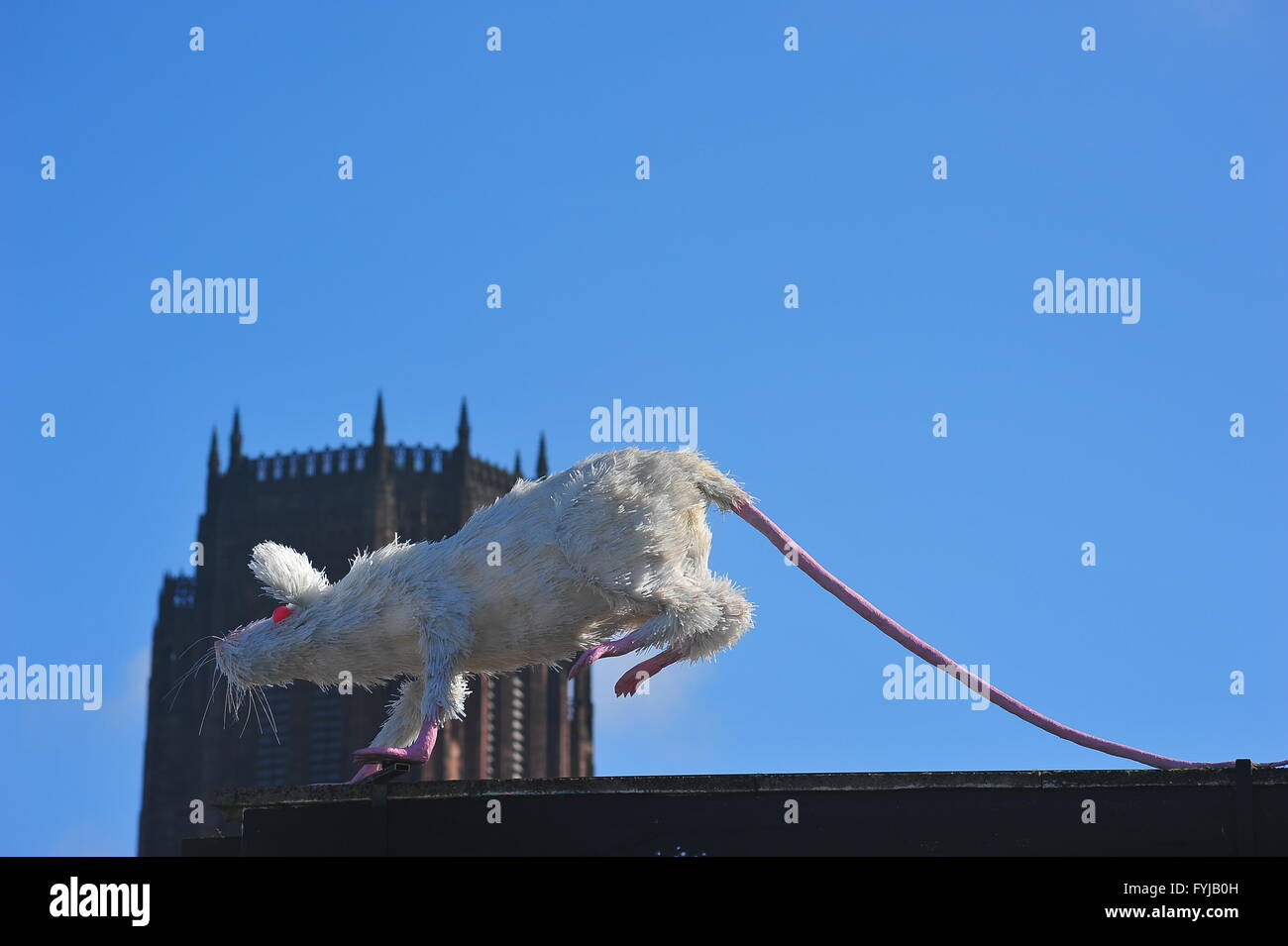 Giant rat made from recycled plastic bottles on display in Liverpool ...