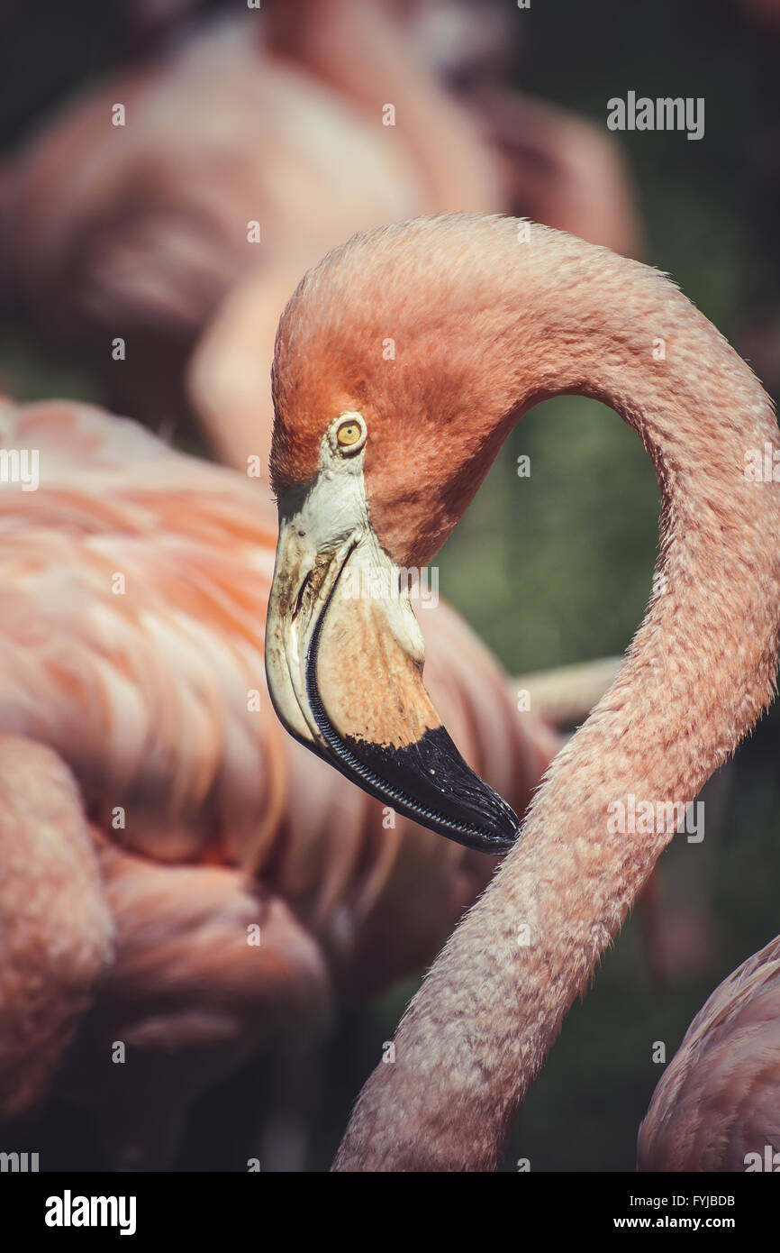 caribbean pink , detail of flamingo head with long neck Stock Photo - Alamy