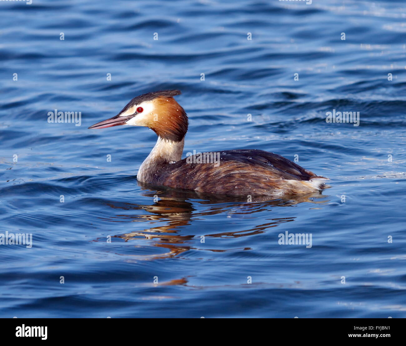 Crested grebe (podiceps cristatus) duck on water Stock Photo - Alamy
