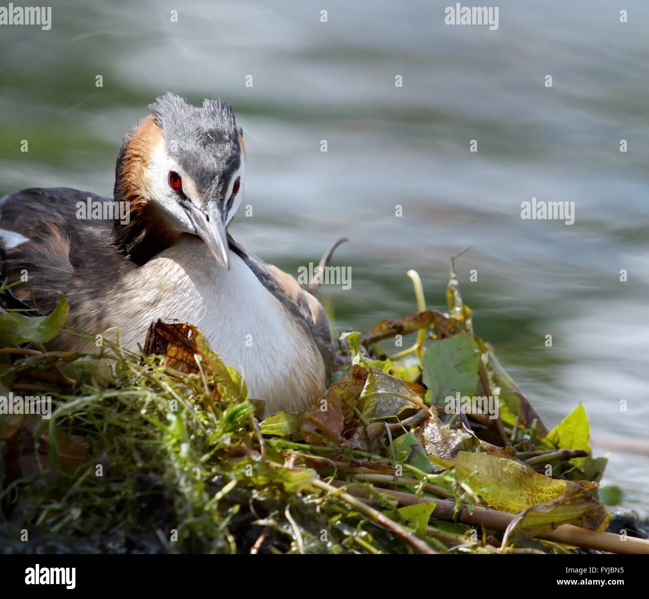 Crested grebe (podiceps cristatus) duck on nest Stock Photo - Alamy