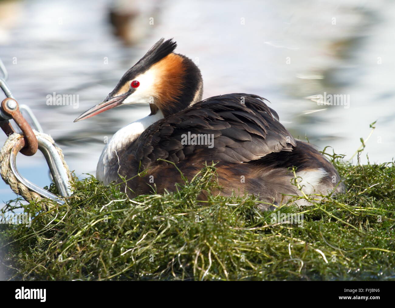Crested grebe (podiceps cristatus) duck on nest Stock Photo - Alamy