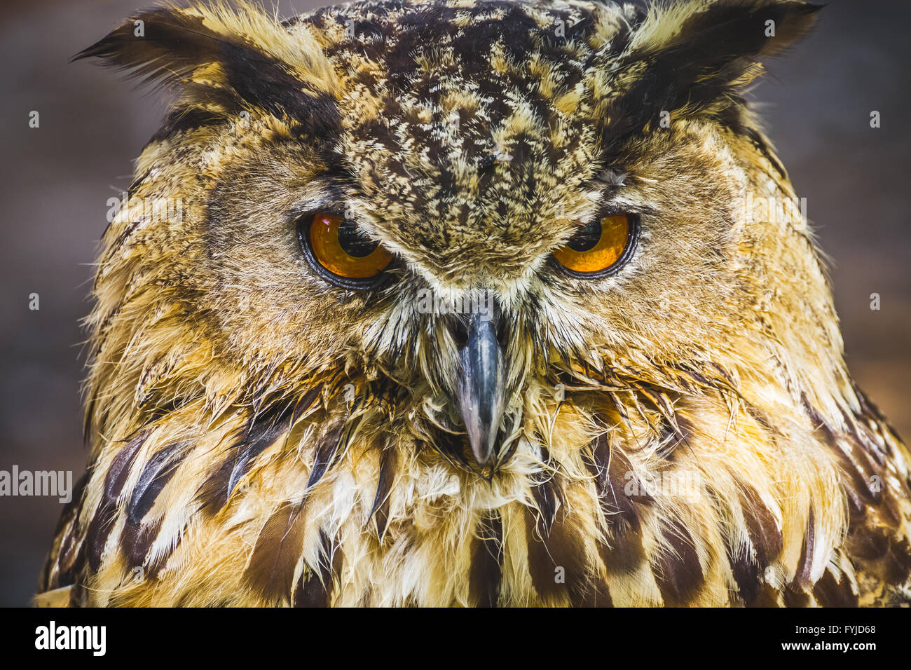 raptor, beautiful owl with intense eyes and beautiful plumage Stock ...