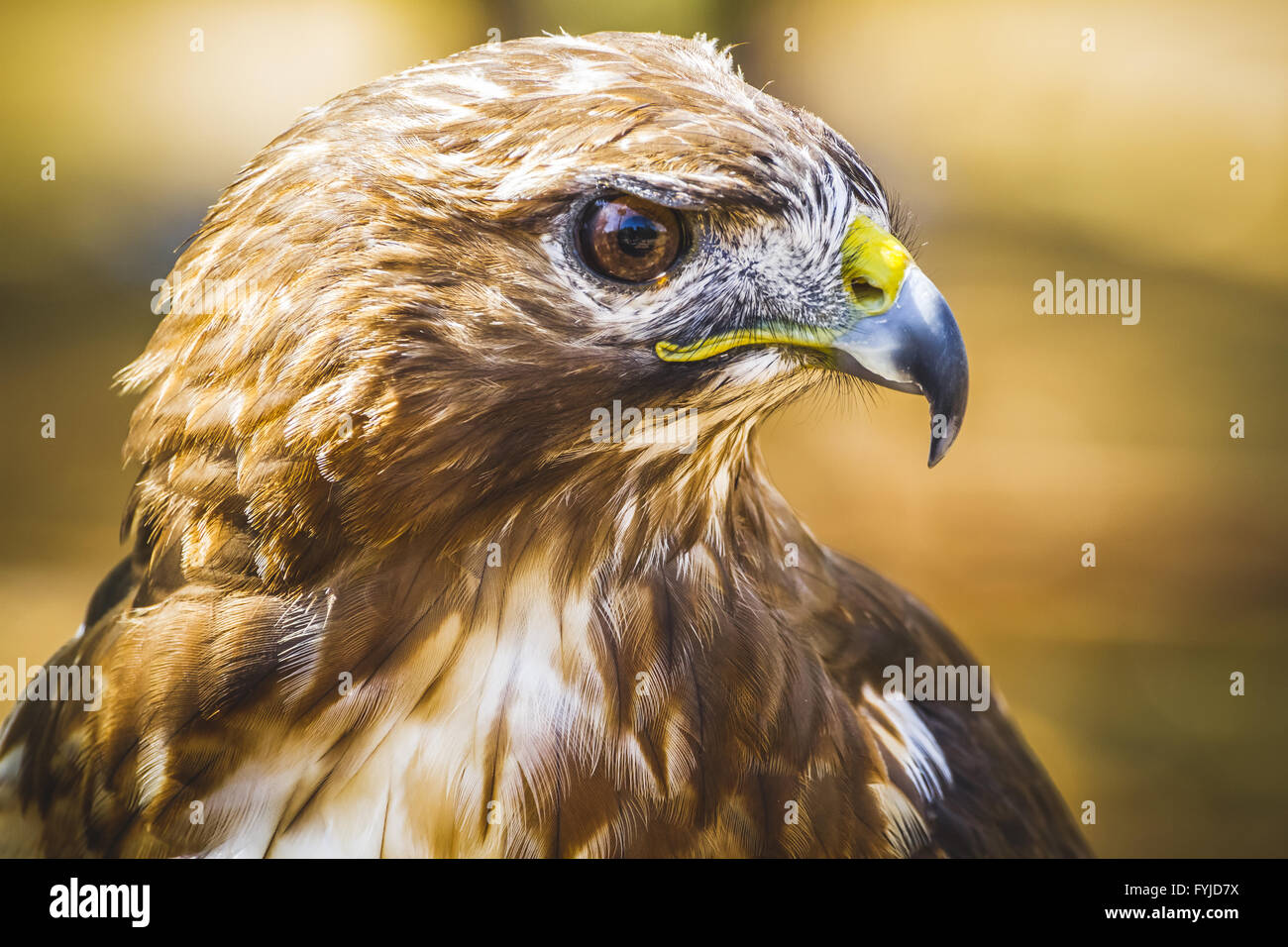 fauna, eagle, diurnal bird of prey with beautiful plumage and yellow ...