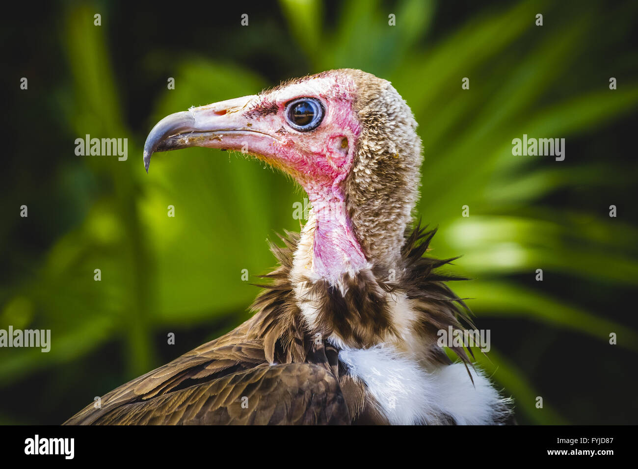 Vulture detail scavenger head with large beak and intense look Stock ...