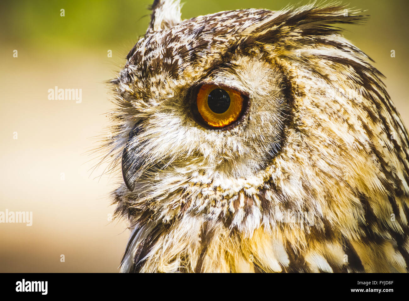feather, beautiful owl with intense eyes and beautiful plumage Stock ...