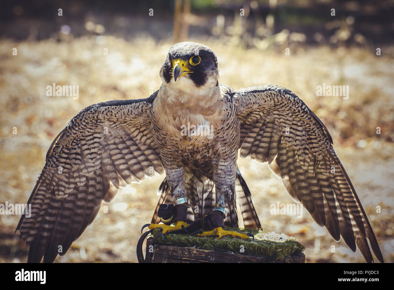 plumage, peregrine falcon with open wings , bird of high speed Stock ...